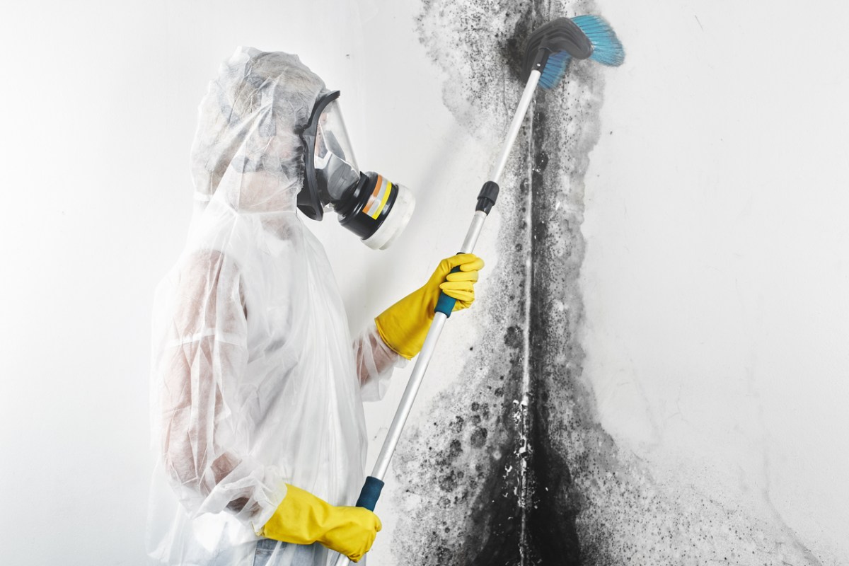 Mold On the Walls: Why It's There and How to Get Rid of It - Bob Vila