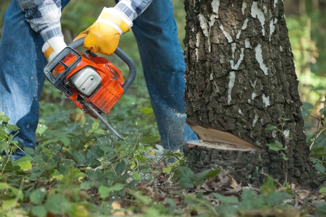 Felling a Tree: 10 Safety Rules You Should Always Follow