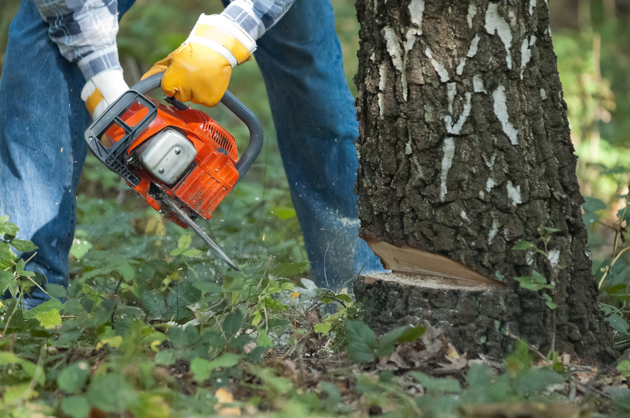Felling a Tree: 10 Safety Rules You Should Always Follow