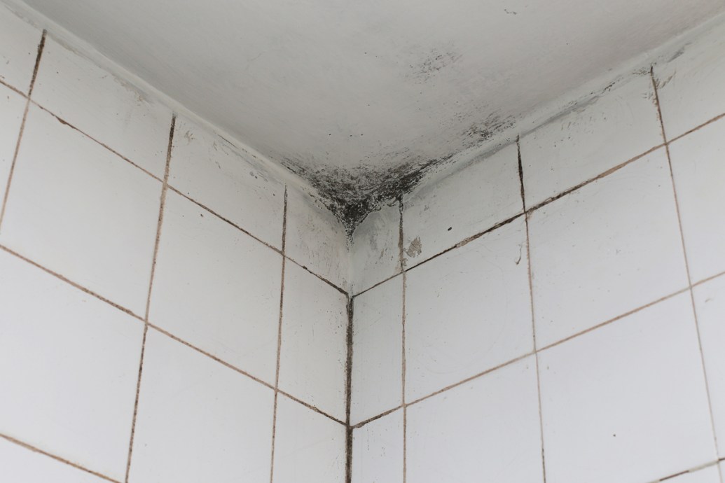 Mold On the Walls: Why It's There and How to Get Rid of It - Bob Vila