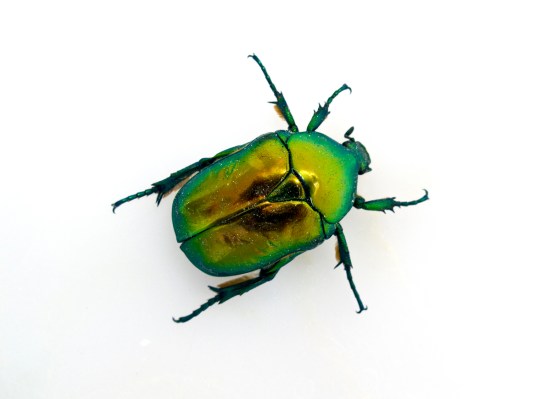 How to Get Rid of June Bugs - Advice From Bob Vila