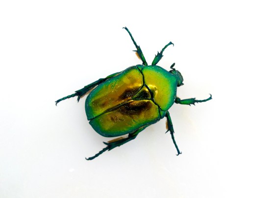 How to Get Rid of June Bugs - Advice From Bob Vila