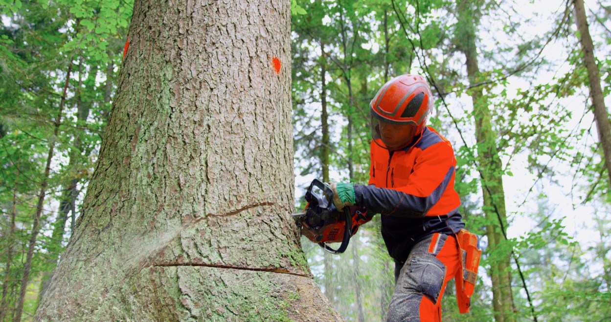 How to Fell a Tree Safely