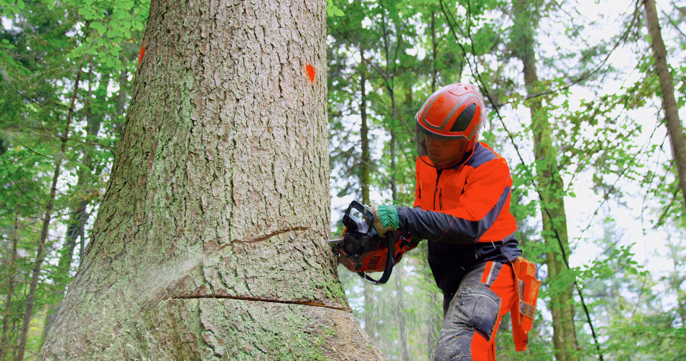 Felling a Tree: 10 Safety Rules You Should Always Follow