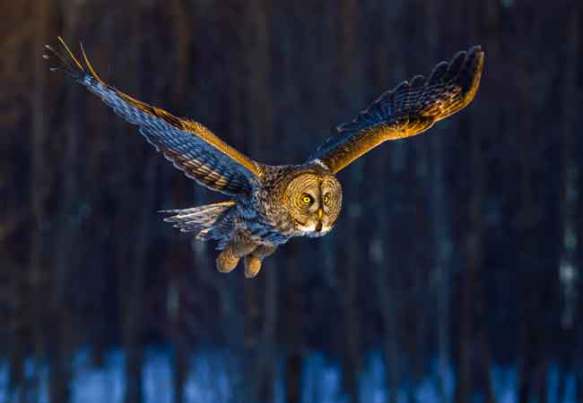 How to Attract Owls to Your Yard and Solve Your Pest Problem