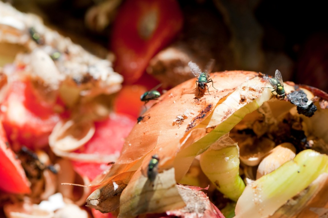 How to Get Rid of Flies Outside