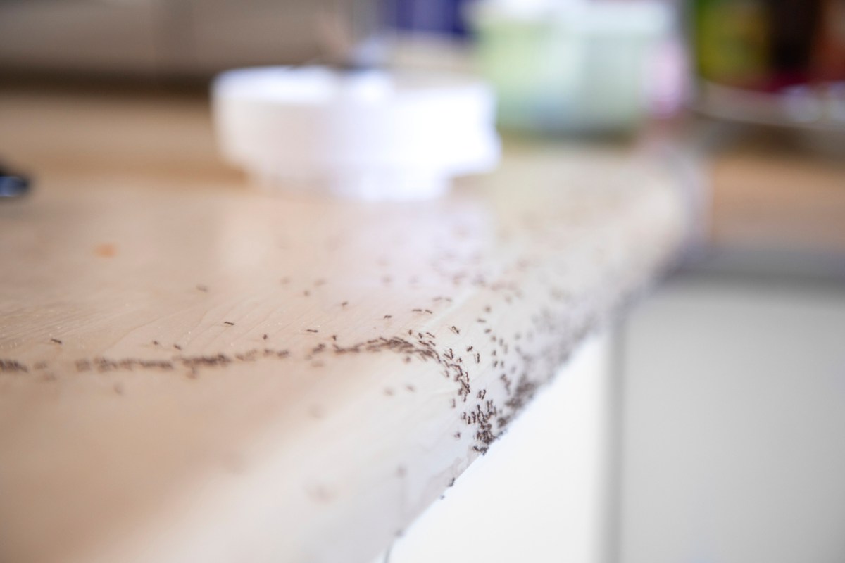 How to Get Rid of Ants in the Kitchen and When to Hire a Pro - Bob Vila
