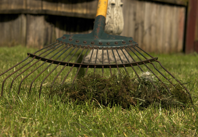 How to Get Rid of Moss in Your Lawn - Bob Vila