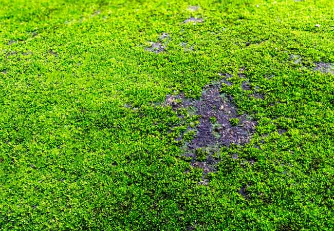 How to Get Rid of Moss in Your Lawn - Bob Vila