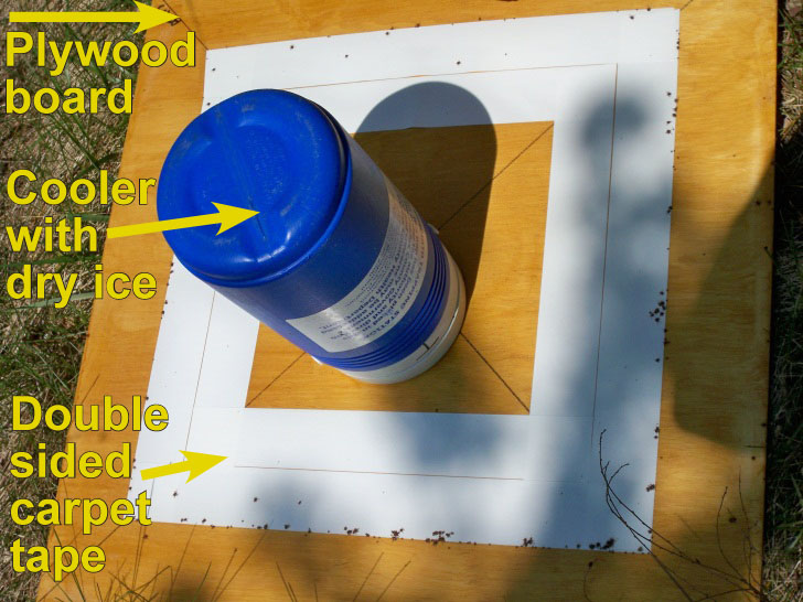 This is What to Do When You Find Ticks in the House - Bob Vila