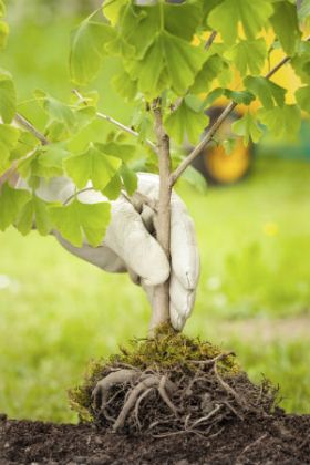 Best Time to Plant a Tree (Spring vs. Fall), Solved! - Bob Vila