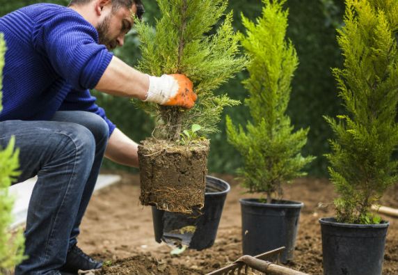Best Time to Plant a Tree (Spring vs. Fall), Solved! - Bob Vila