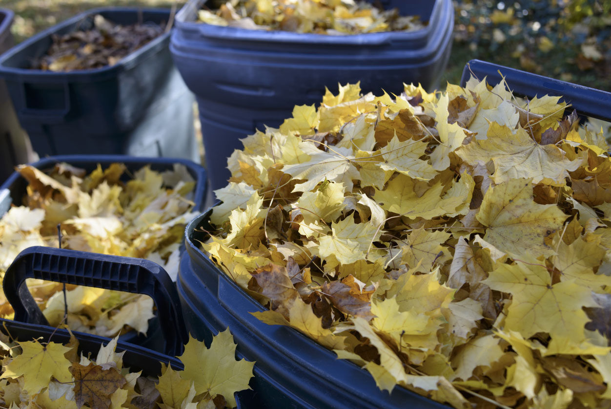 Burning Leaves? What to Know Before You Start (+Safe Alternatives)