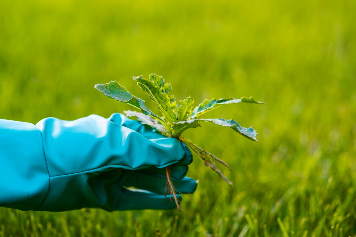 10 Tips for Pulling Weeds and Keeping Them Out of Your Yard - Bob Vila