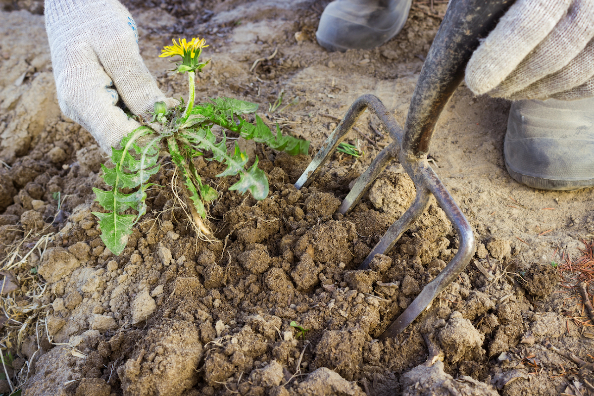 Tips for Pulling Weeds and Keeping Them Out of Your Yard