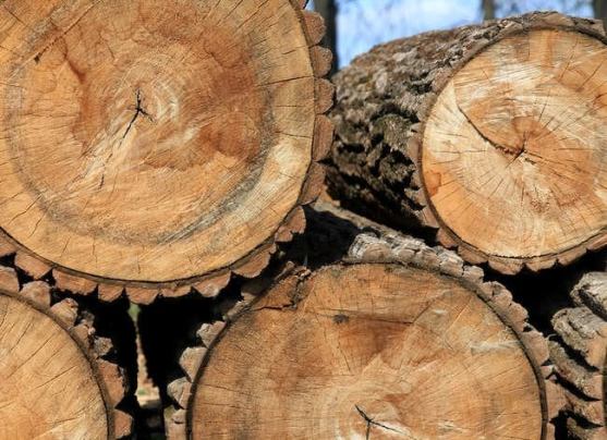 10 Things to Do with Cross-Cut Trees - Bob Vila
