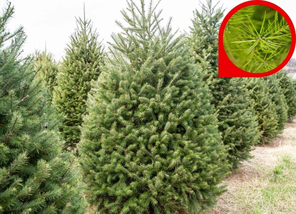 The 7 Best Types of Christmas Trees to Buy This Year - Bob Vila