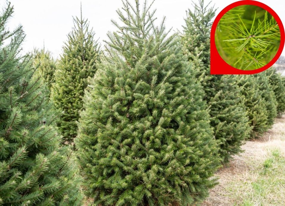 The 7 Best Types of Christmas Trees to Buy This Year - Bob Vila