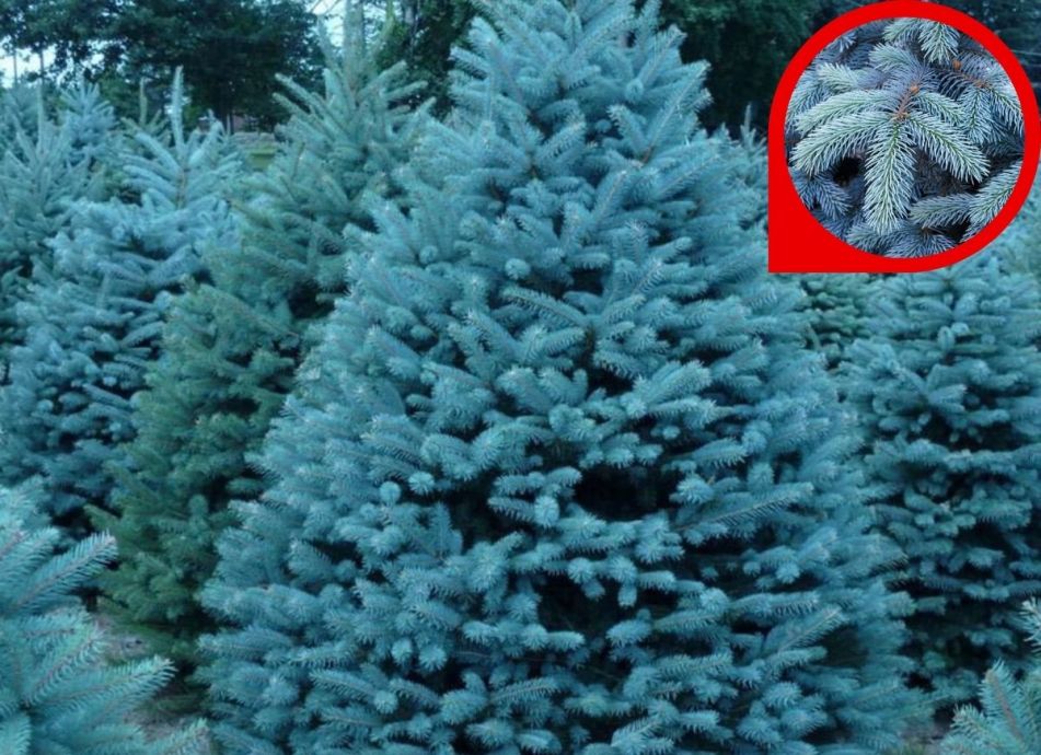 The 7 Best Types of Christmas Trees to Buy This Year - Bob Vila