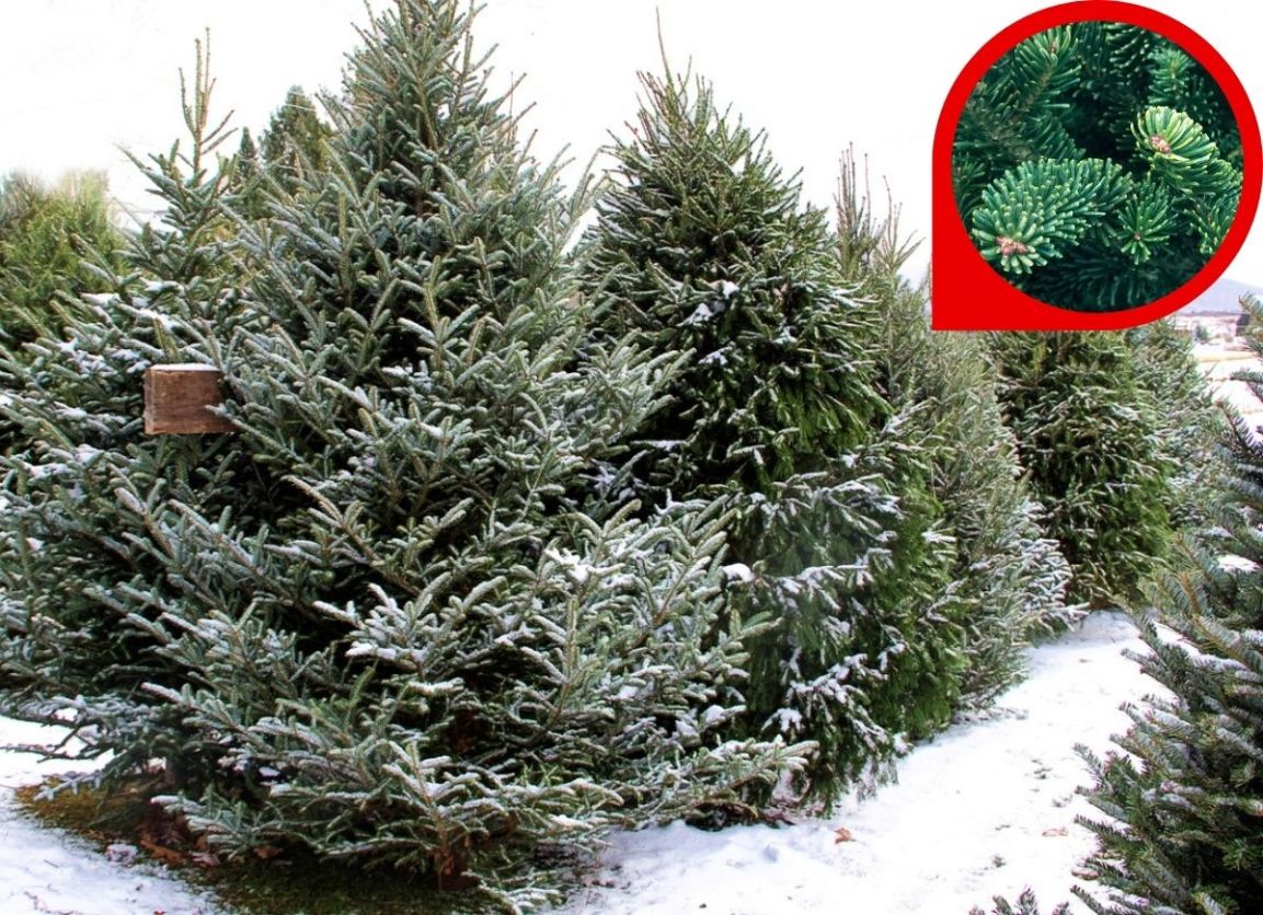 The 7 Best Types of Christmas Trees to Buy This Year - Bob Vila