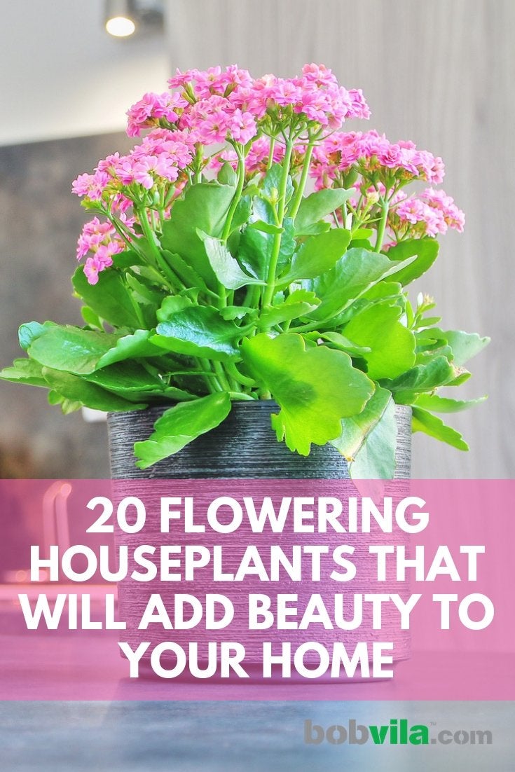 20 Flowering Houseplants That Will Add Beauty to Your Home - Bob Vila