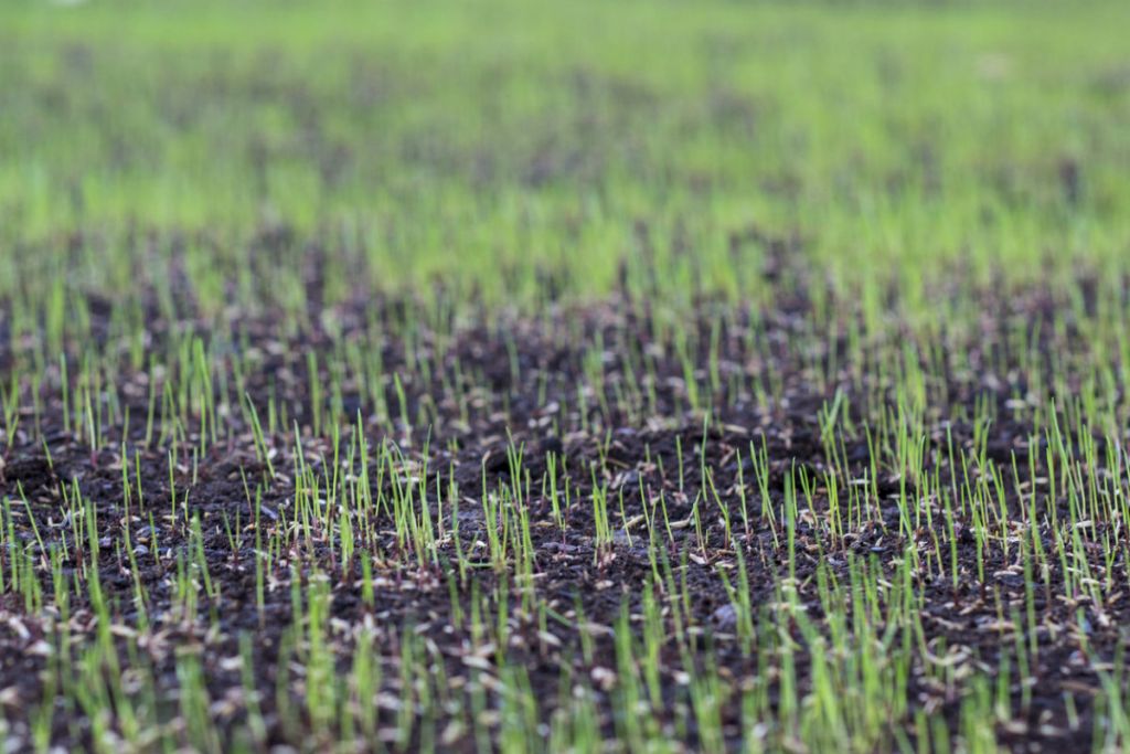 Fast-Growing Grass Seed Options - Solved! - Bob Vila