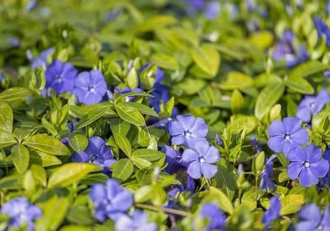 34 Amazing Plants That Are Native to North America - Bob Vila