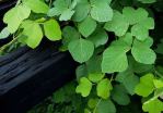 The 15 Worst Invasive Plants in America - Bob Vila