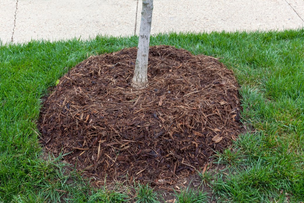 16 Types of Mulch and the Best Ways to Use Them