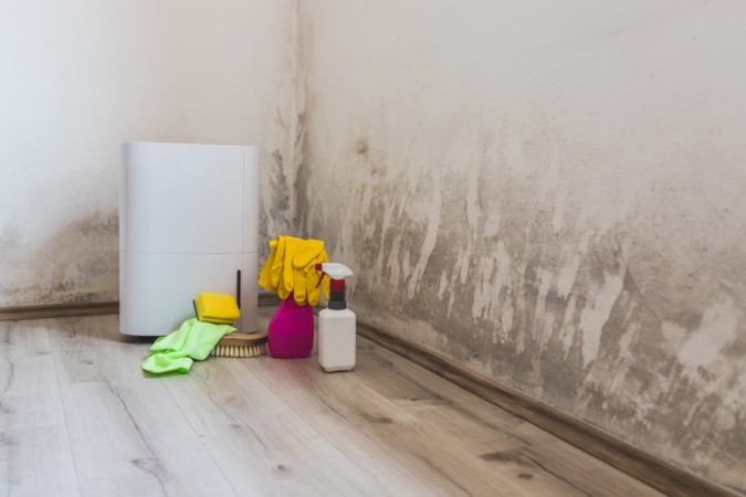 Musty Smell in the Basement? Causes + Solutions