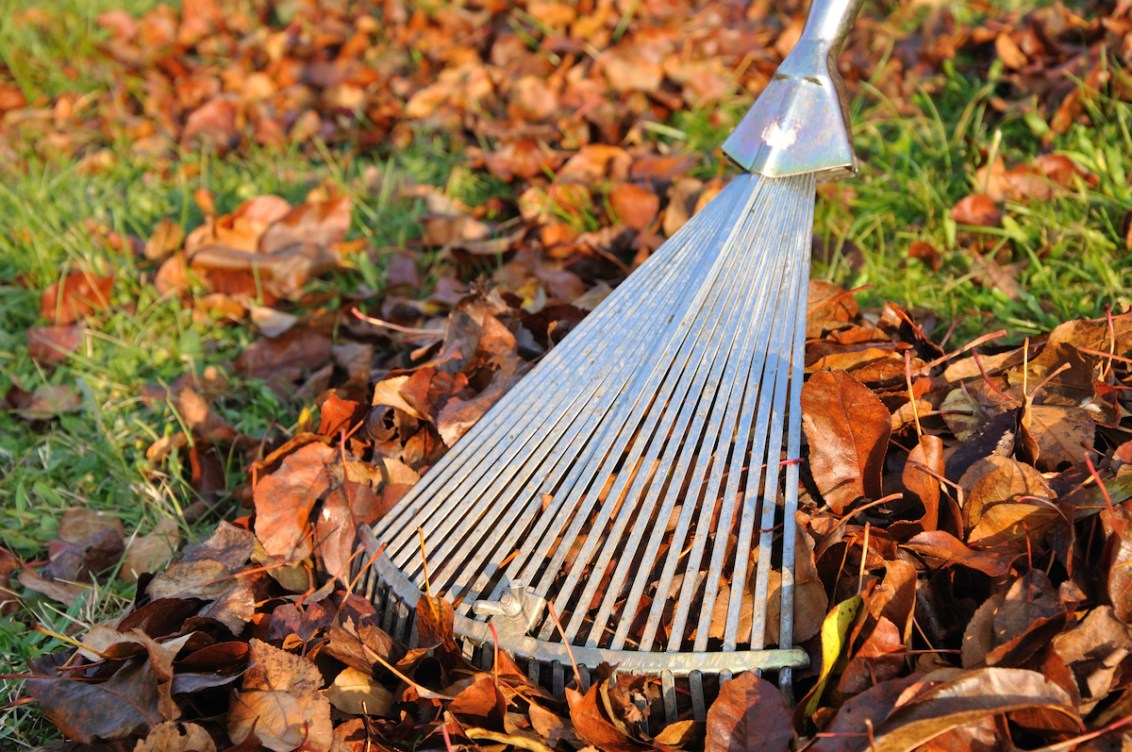 Why Mulching Leaves Is Better Than Raking Them