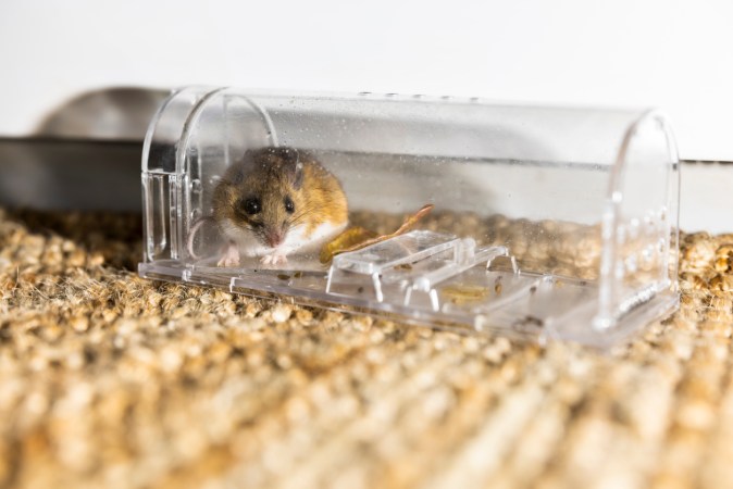 The 10 Best Mouse Traps, According to Pest Experts