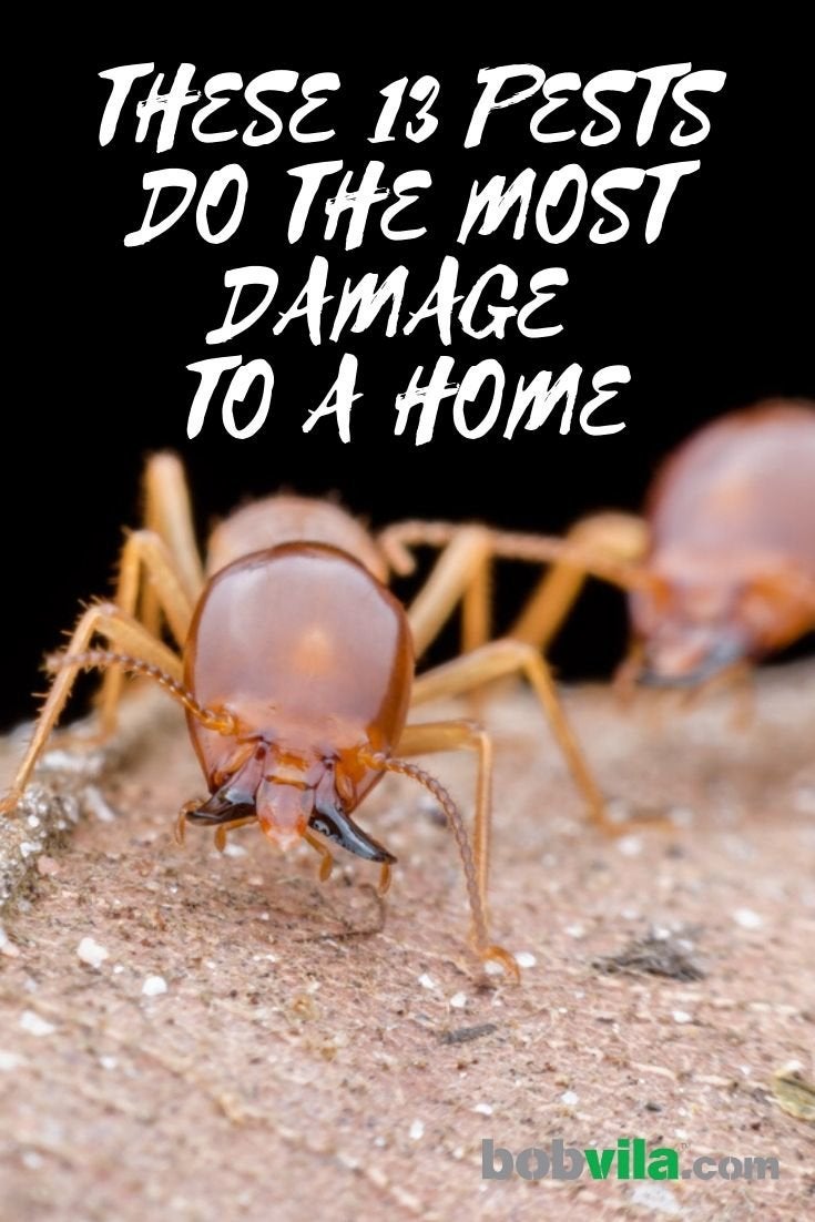 These 13 Pests Do the Most Damage to the Home - Bob Vila