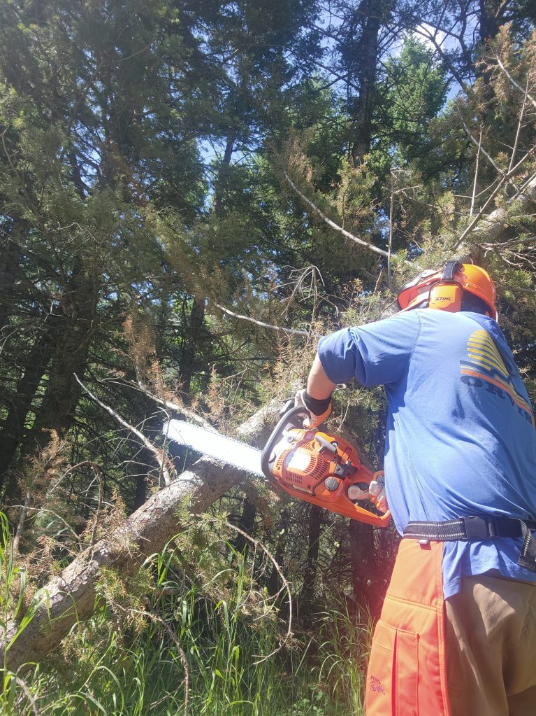 We Tested the Best Chainsaw Options, See Our Top Picks