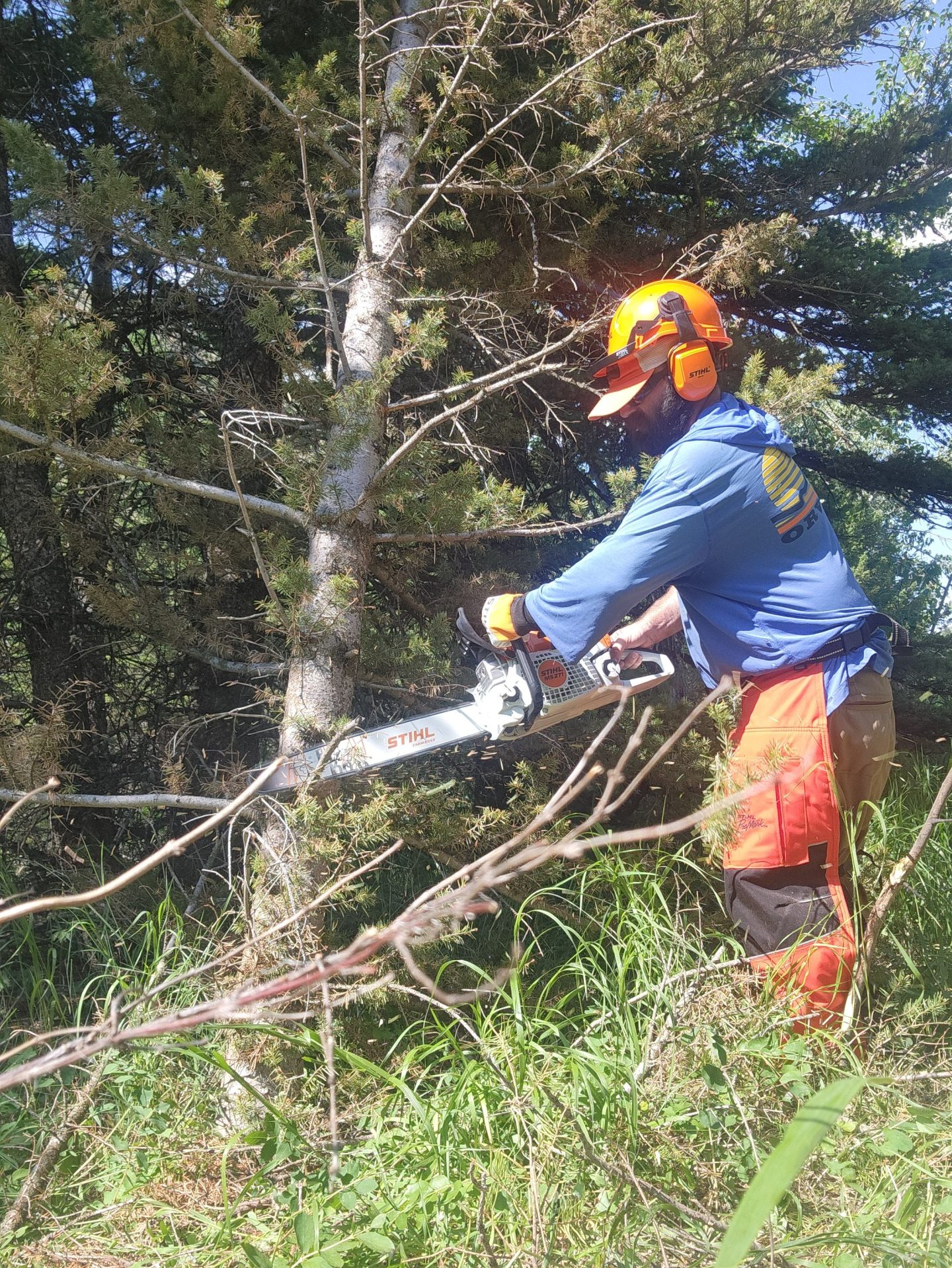 We Tested the Best Chainsaw Options, See Our Top Picks