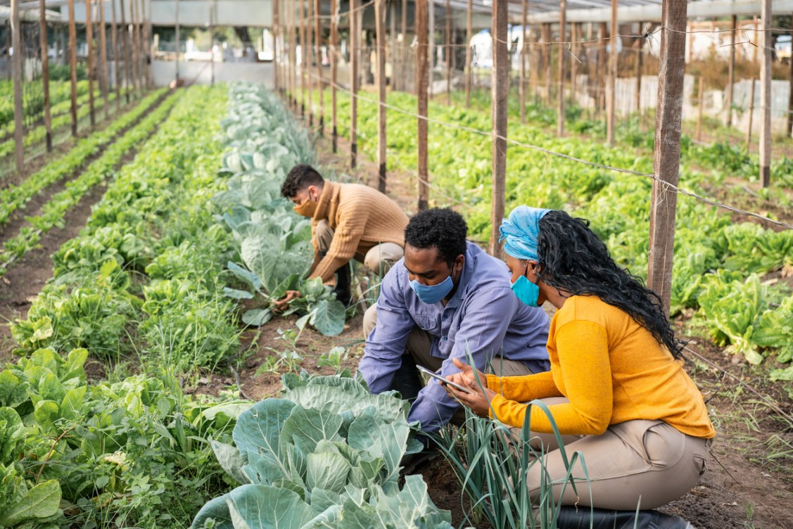 Why Everyone Should Plant a Victory Garden This Year (and How to Do It ...