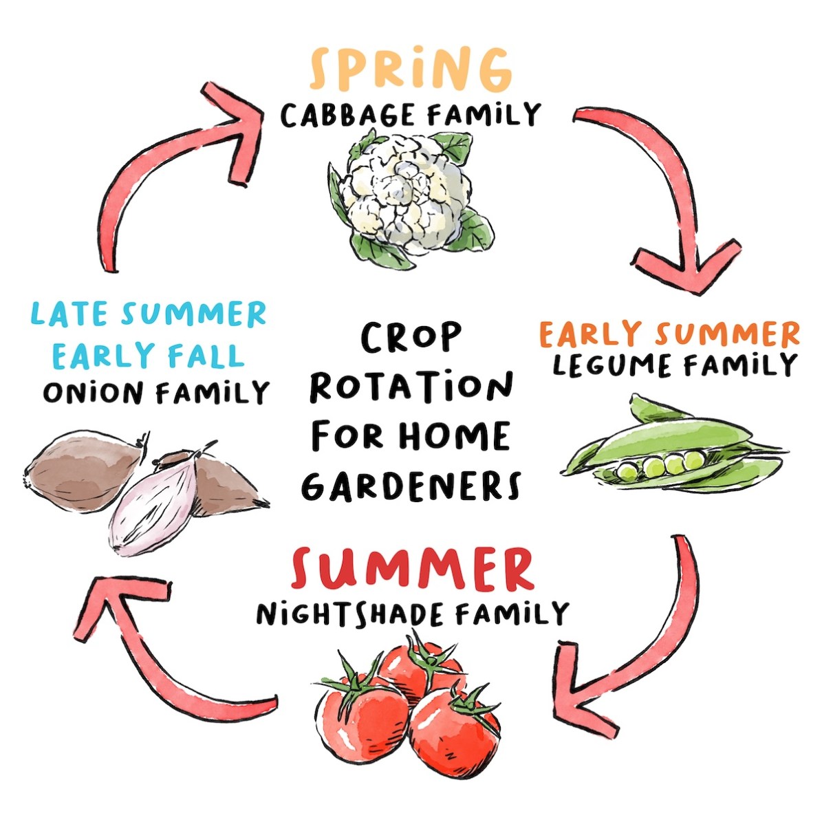 Succession Planting: 6 Tips to Multiply Your Harvest This Year