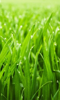 How Long Does it Take Grass to Grow? — Advice From Bob Vila