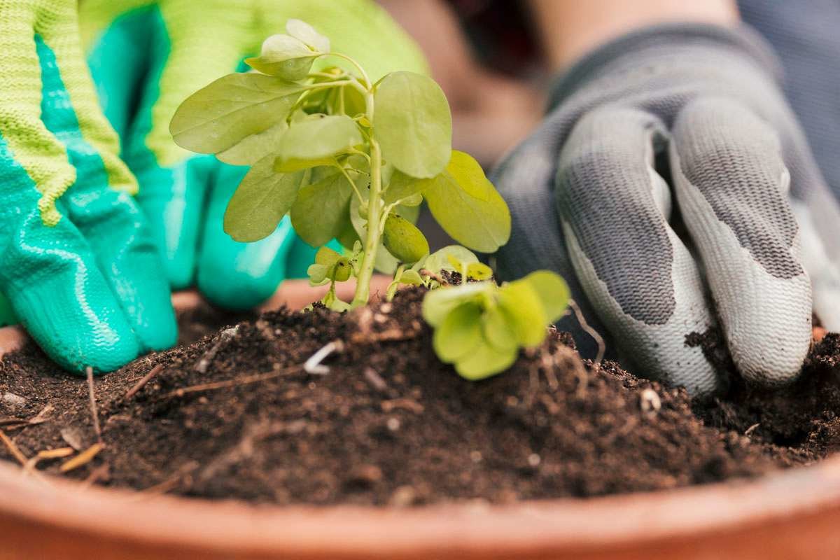 8 Tips for How to Use Compost in Your Garden - Bob Vila