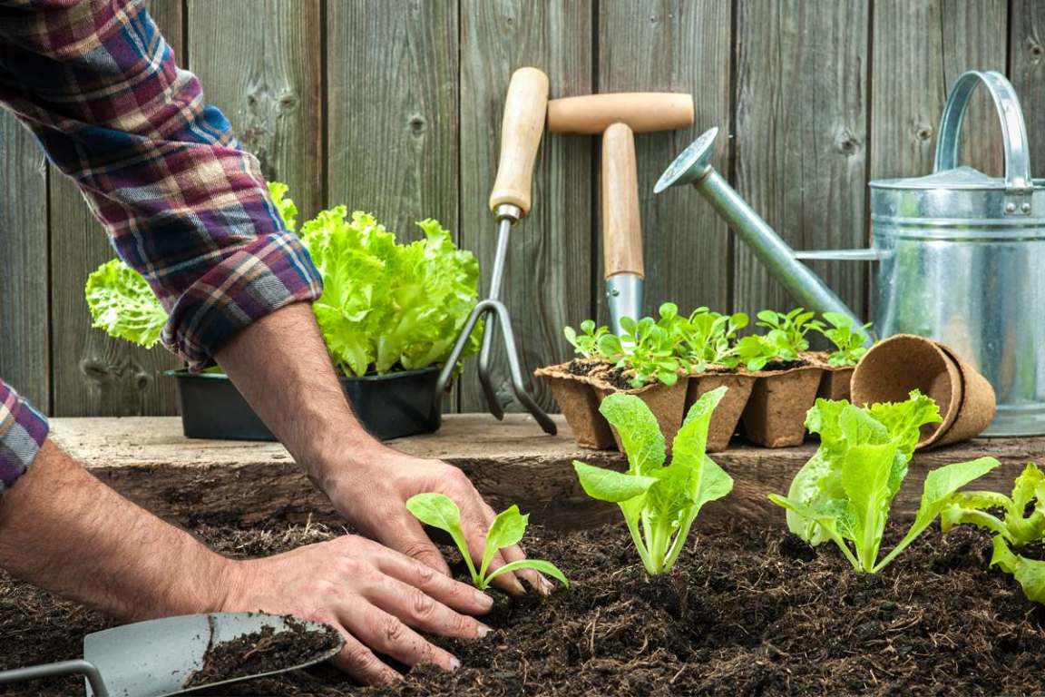 Why Everyone Should Plant a Victory Garden This Year (and How to Do It ...