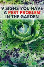 9 Signs You Have a Pest Problem in the Garden - Bob Vila
