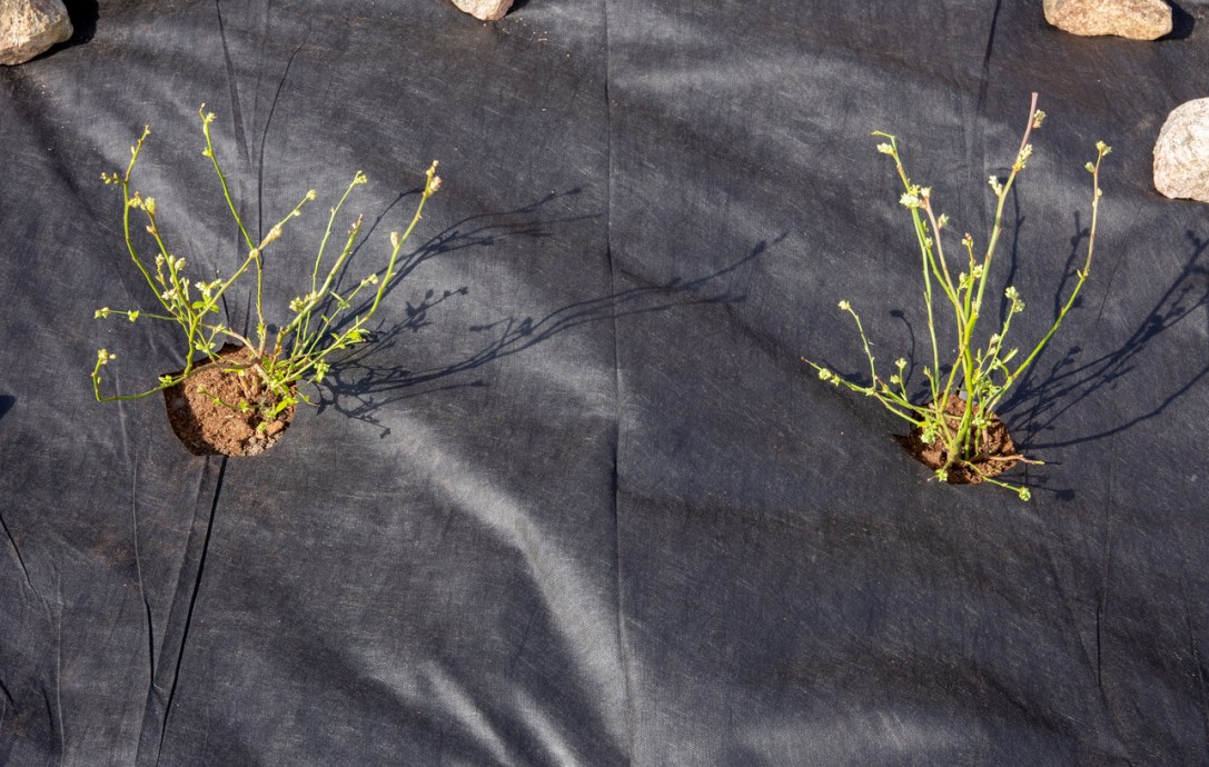 The 9 Best Landscape Fabrics (Top Picks)
