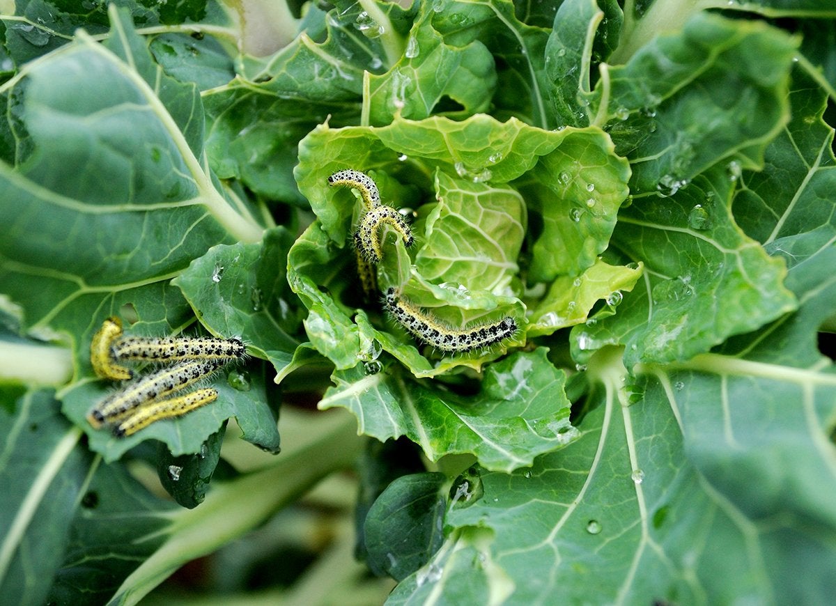 9 Signs You Have a Pest Problem in the Garden - Bob Vila