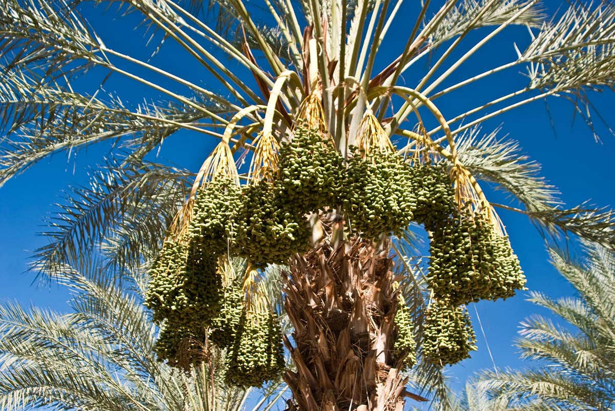 9 Types of Palm Trees That Thrive in Warm Climates - Bob Vila