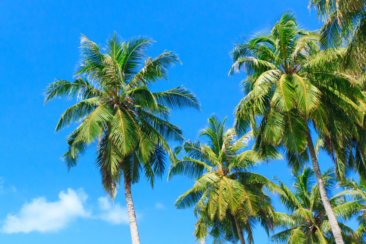 9 Types of Palm Trees That Thrive in Warm Climates - Bob Vila
