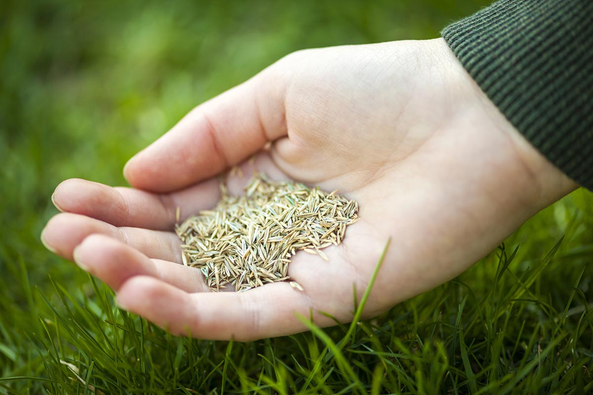 Does Grass Seed Go Bad? | How to Tell if Your Grass Seed is Old