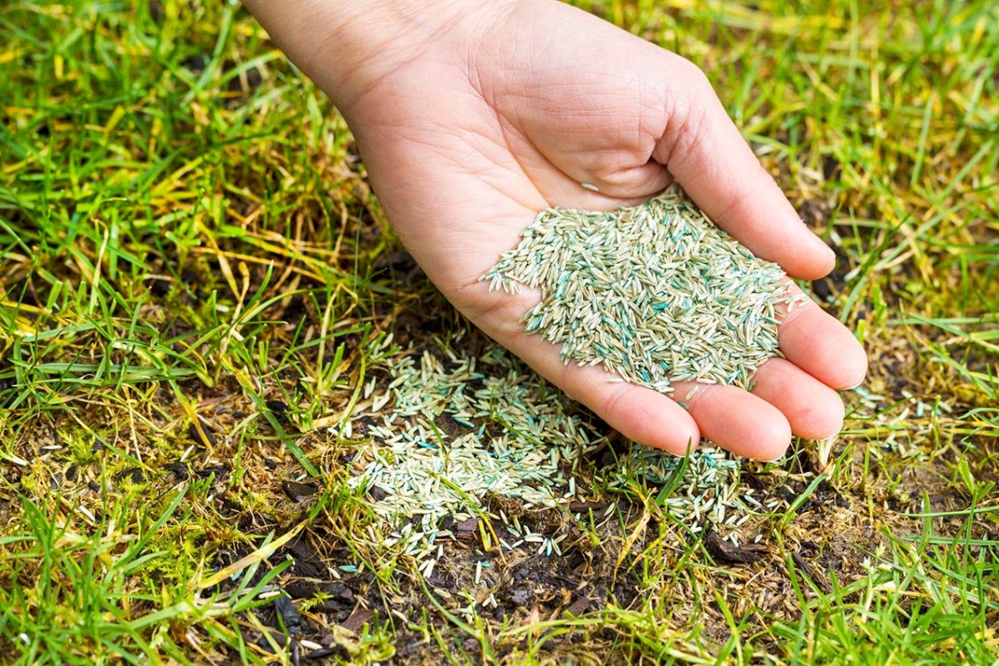 How to Overseed a Lawn | Step-by-Step Instructions - Bob Vila