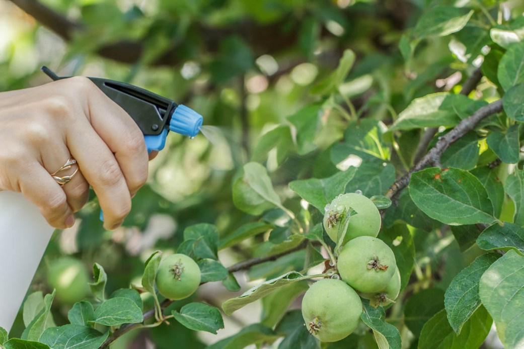 When Is the Best Time of Year to Spray Fruit Trees? - Bob Vila