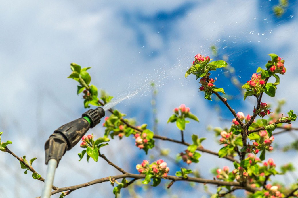 When Is the Best Time of Year to Spray Fruit Trees? - Bob Vila