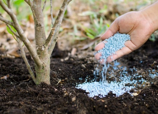When Is the Best Time of Year to Spray Fruit Trees? - Bob Vila